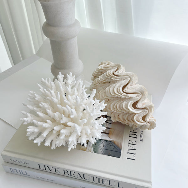 Real Plate Coral CITES approved - Sourceress