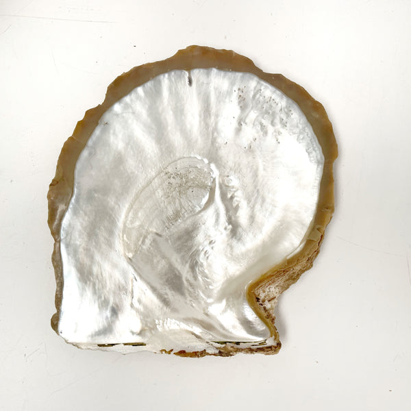 Large Real Natural Pearl Shell Plate Caviar Server Natural Edge ...