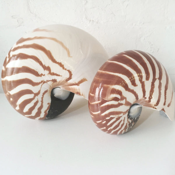 Real Rare Nautilus Stripe Shell - Sourceress
