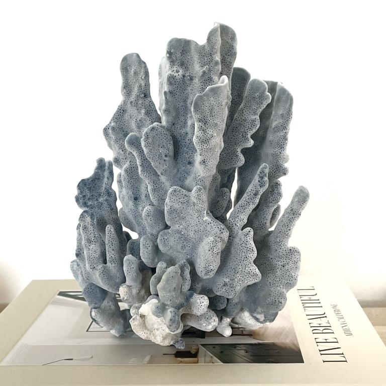 Real Blue Ridge Coral Specimen - Sourceress