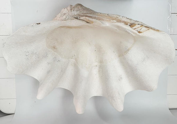 Real Giant Clamshell 85 CM Half - Sourceress