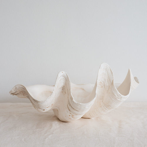 Giant Clam Shells for Sale Australia Buy Real Largest Coral - Sourceress