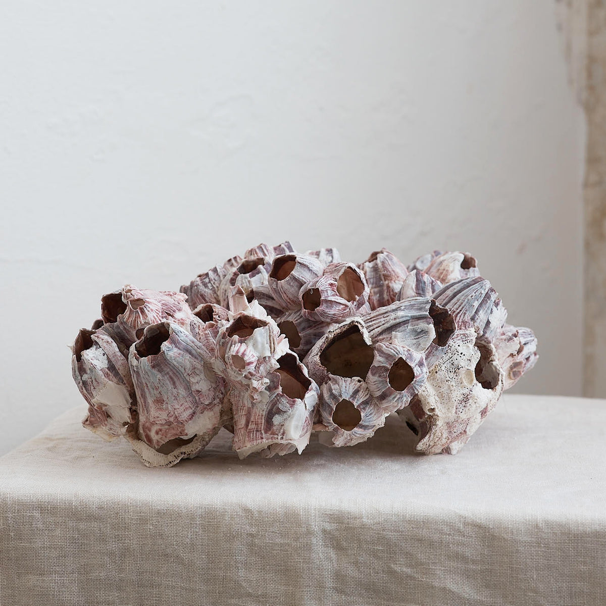 Real Shells and Coral Natural Barnacle Cluster - Sourceress