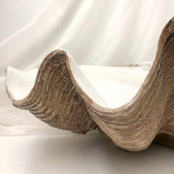 Resin Faux Giant Clamshell Clam 'Natural' 69 CM LAST ONE! - Sourceress