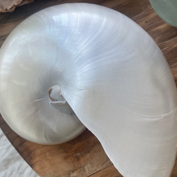 XL Real Rare Chambered Polished Pearl Nautilus Shell - Half - Sourceress