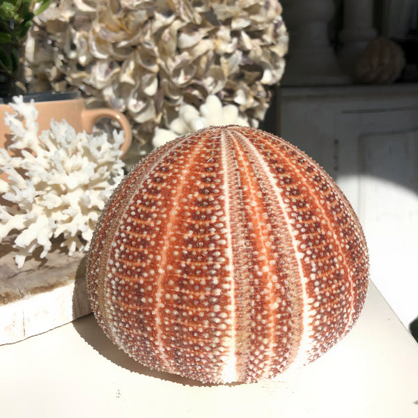 Real Giant Sea Urchin AKA Cornish Urchin - Sourceress