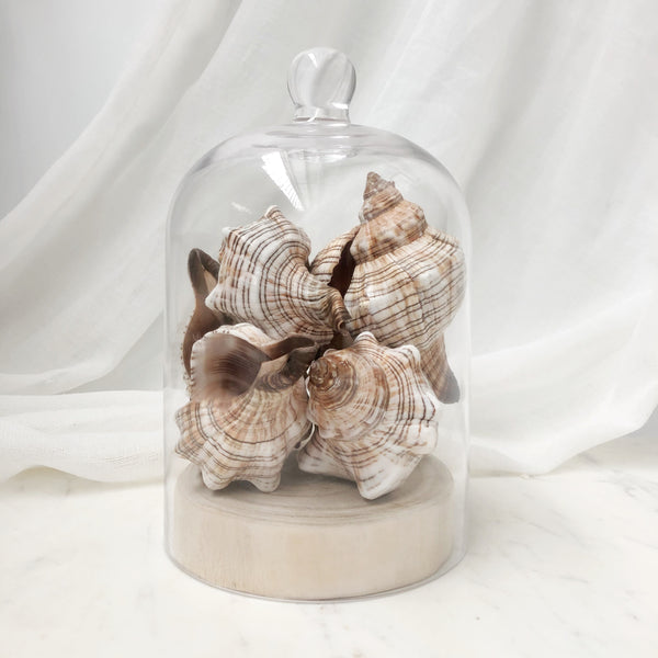 Real Striped Fox Conch Polished Shell - Sourceress